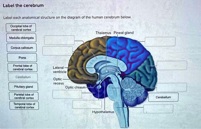Label the cerebrum Label each anatomical structure on the diagram of ...