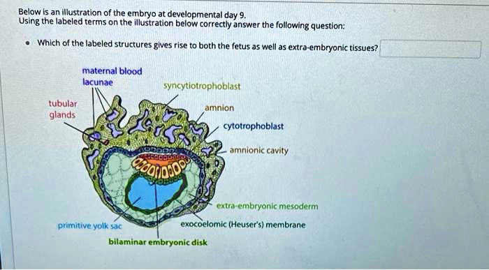 SOLVED: Below is an illustration of the embryo at developmental day9 ...