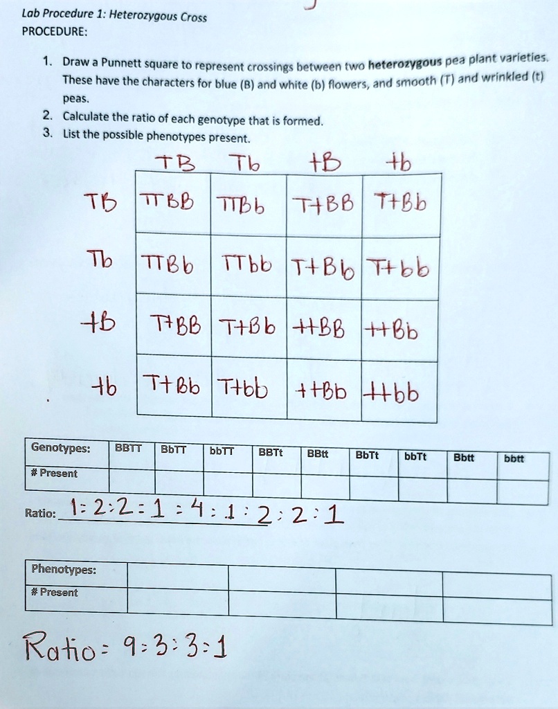 lab procedure 1 heterozygous cross procedure 1 draw a punnett square to ...