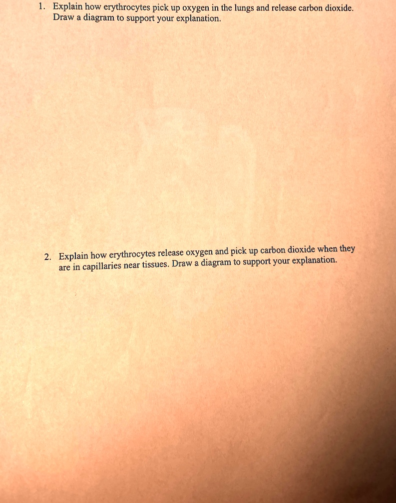 1. Explain how erythrocytes pick up oxygen in the lungs and release ...