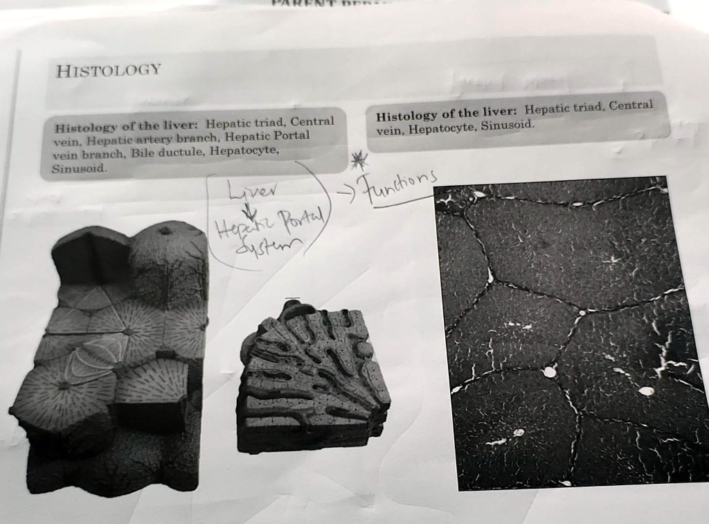 Histology of the liver: Hepatic triad, Central vein, Hepatocyte ...