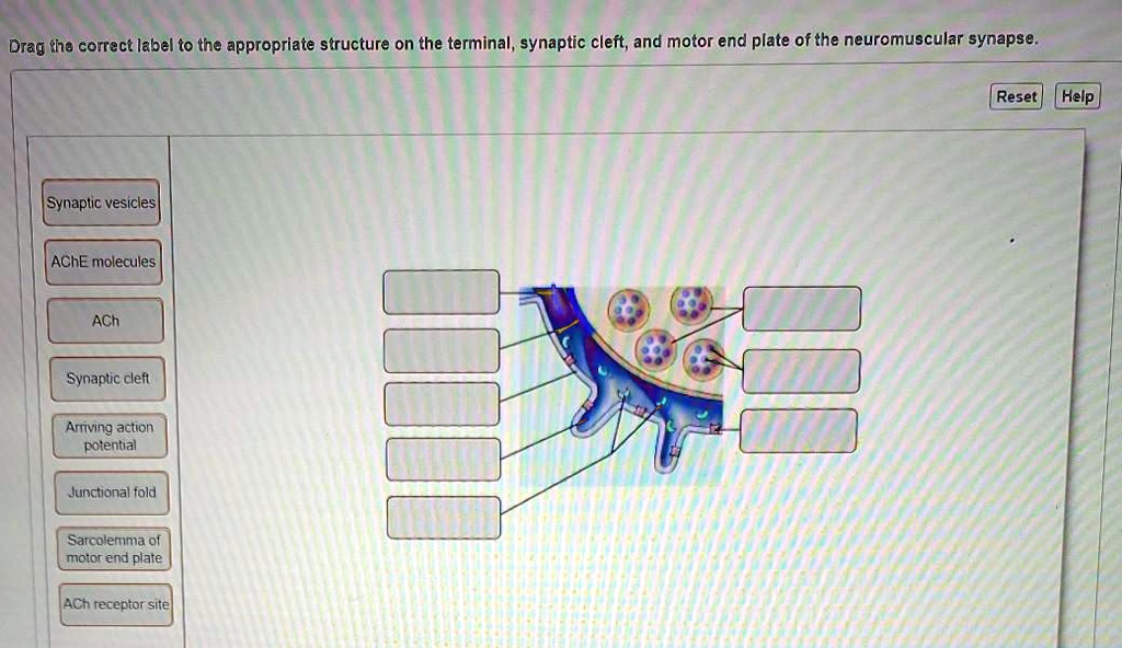 SOLVED: Drag the correct label to the appropriate structure on the terminal, synaptic cleft, and ...