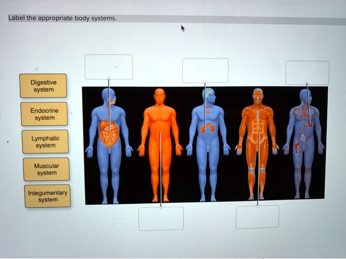 SOLVED: Label the appropriate body systems Digestive system Endocrine ...