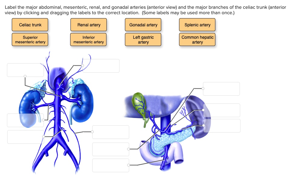Label the major abdominal, mesenteric, renal, and gonadal arteries ...