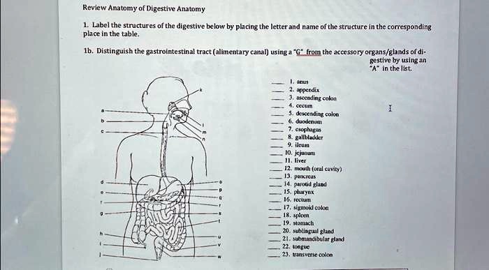 Review Anatomy of Digestive Anatomy 1. Label the structures of the ...