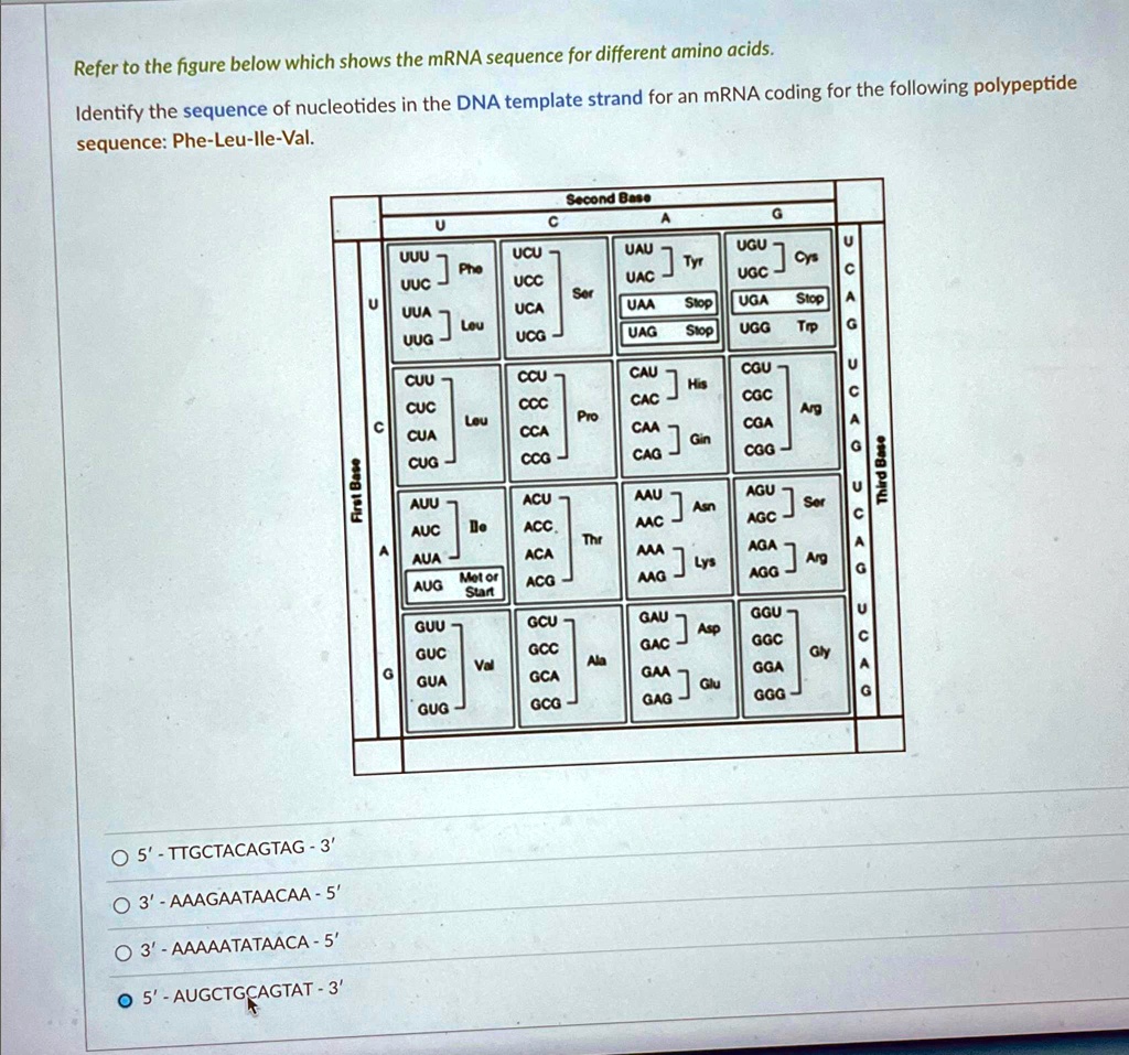SOLVED: Refer to the figure below which shows the mRNA sequence for different amino acids ...