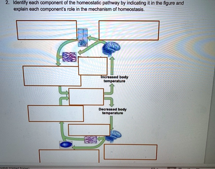 Identify each component of the homeostatic pathway by indicating it in ...