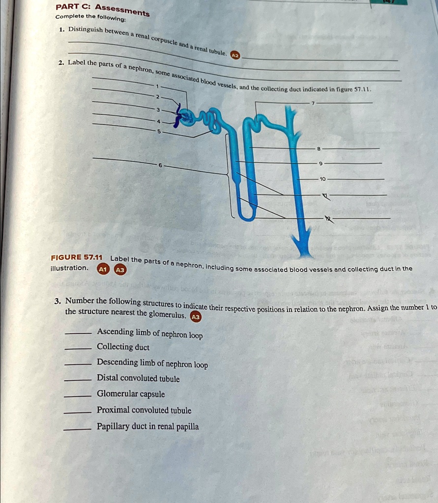 PART C: Assessments Complete the following: 1. Distinguish between a renal corpuscle and a renal ...
