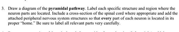 3. Draw a diagram of the pyramidal pathway. Label each specific ...