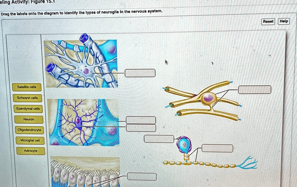 eling activity figure 151 drag the labels onto the diagram to identify ...