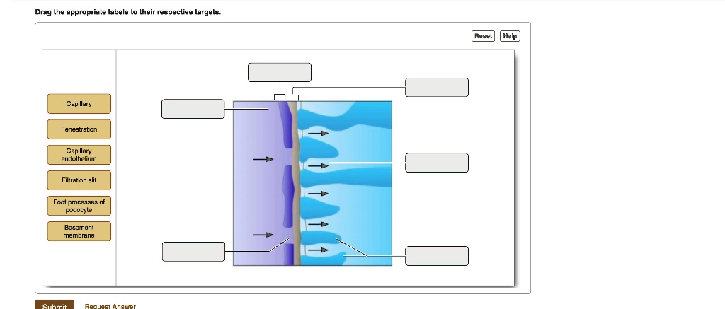 SOLVED: . Drag the appropriate labels to their respective targets. Reset Help Capillary ...