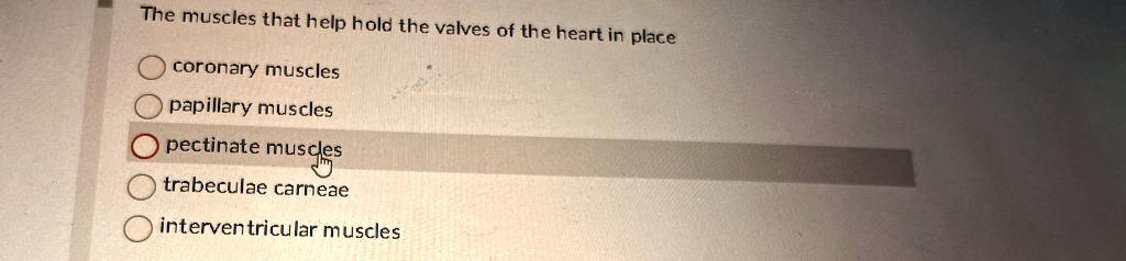 The muscles that help hold the valves of the heart in place coronary ...