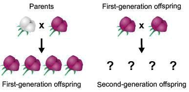 the diagram represents part of mendels pea plant experiment he crossed ...