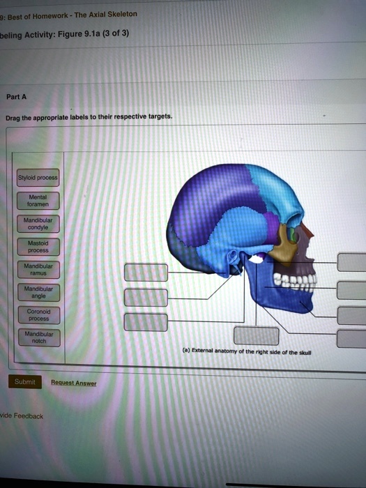 SOLVED: Best of Homework - The Axial Skeleton Labeling Activity: Figure ...