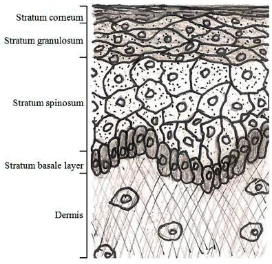 SOLVED: Describe dermis and epidermis as seen under microscope at HPO ...