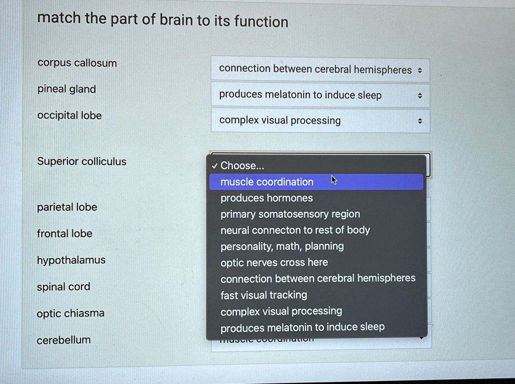 [GET ANSWER] match the part of brain to its function corpus callosum connection between cerebral ...