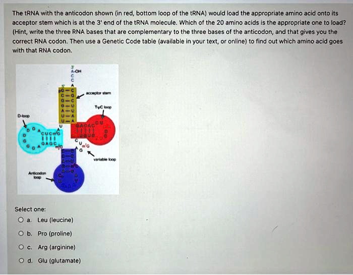 SOLVED: The tRNA with the anticodon shown (in red, bottom loop of the tRNA) would load the ...