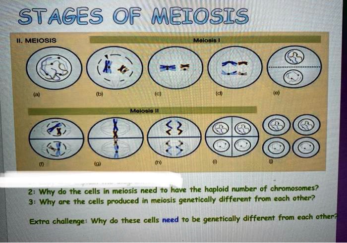 SOLVED: STAGES OF MEIOSIS IL: MEIOSIS Why do the cells in meiosis need ...