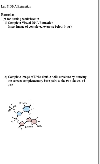 lab dna extraction exercises pt for turing worksheet in complete ...