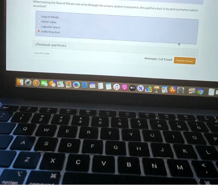 When tracing the flow of filtrate and urine through the urinary system ...