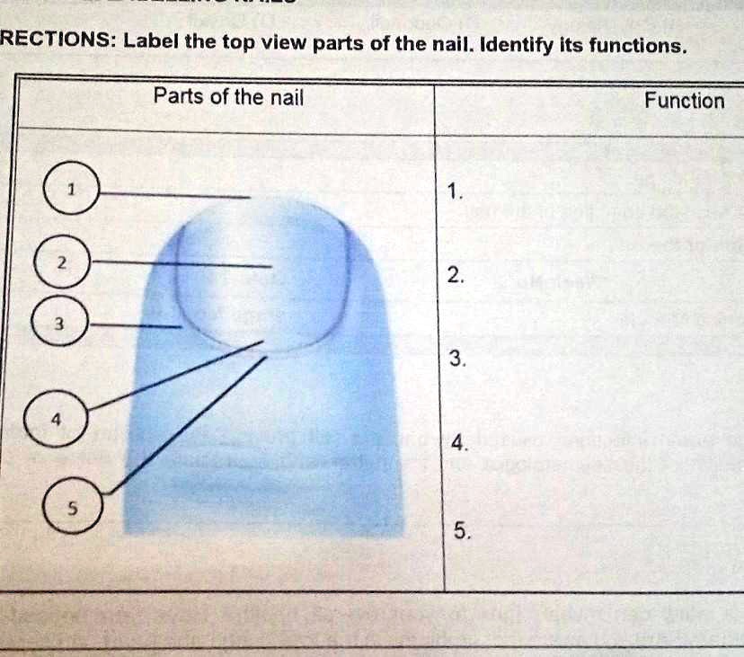 SOLVED: 'Label the top views parts of the nails. Identify its function ...