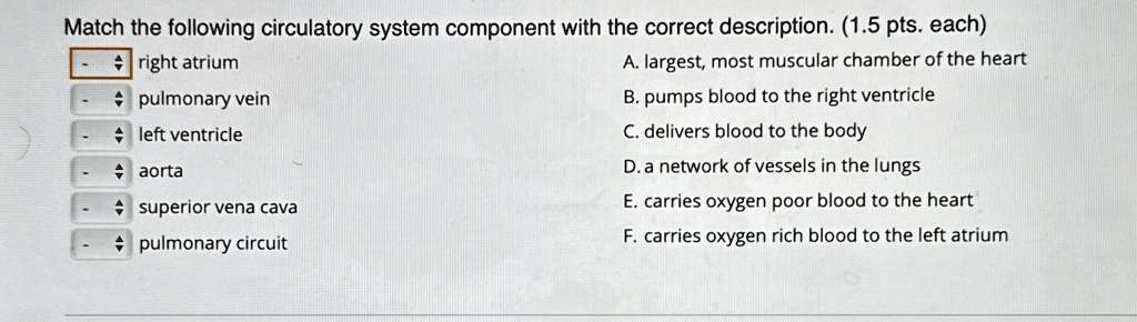 Match the following circulatory system component with the correct description. (1.5 pts. each ...