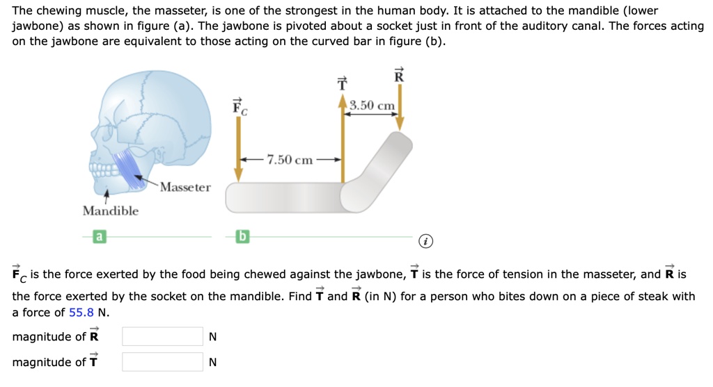 SOLVED: The chewing muscle, the masseter; is one of the strongest in ...