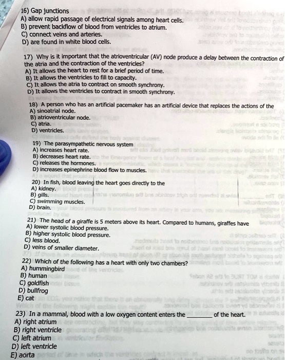 SOLVED: 16) Gap junctions allow rapid passage of electrical signals ...