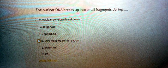 The nuclear dna breaks up into small fragments during...