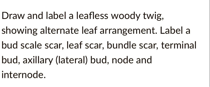 SOLVED: Draw and label a leafless woody twig, showing alternate leaf ...