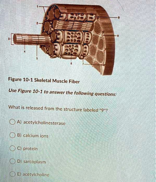 SOLVED: Figure 10-1 Skeletal Muscle Fiber: What is released from the ...