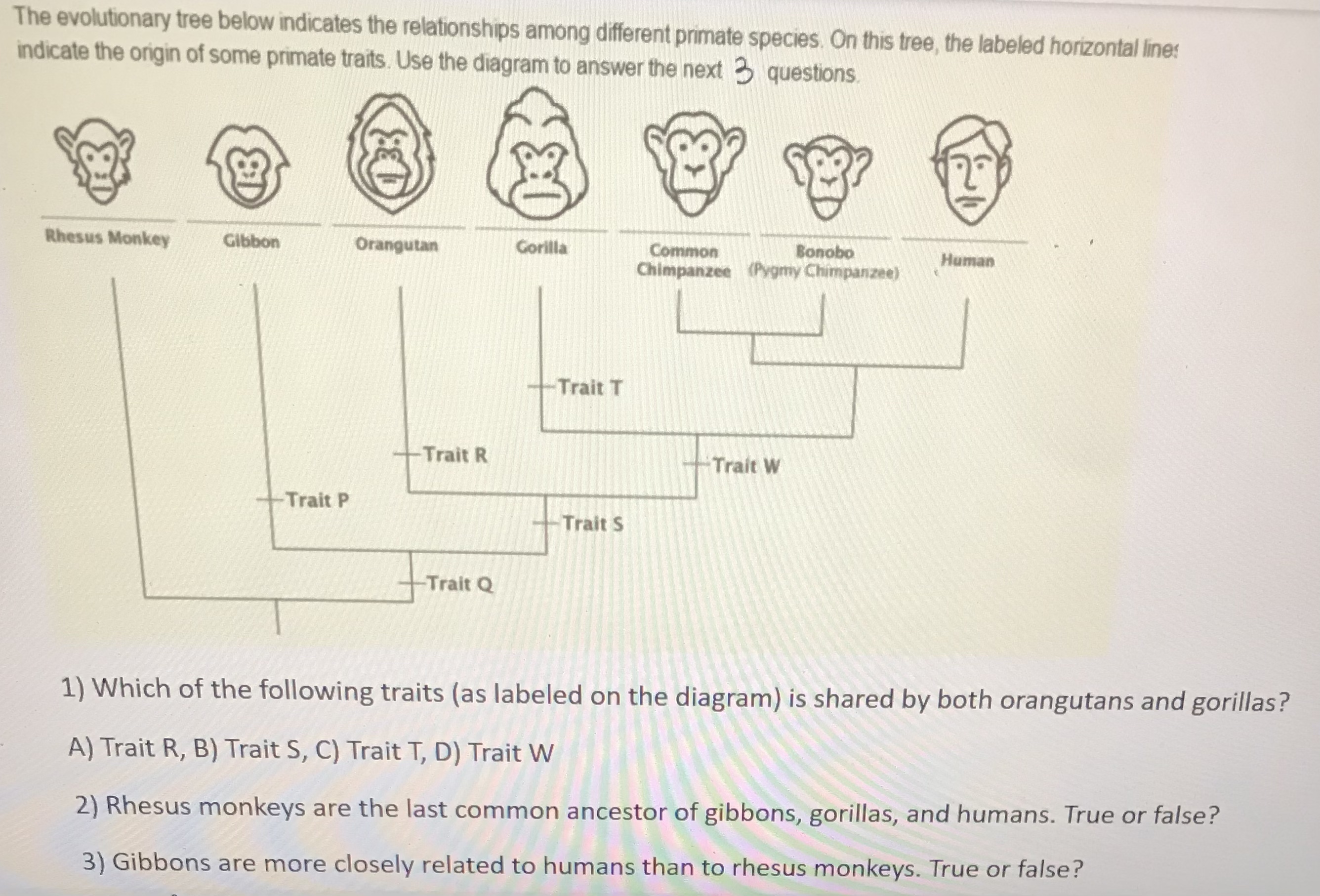 the evolutionary tree below indicates the relationships among different ...