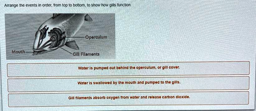 SOLVED: Arrange the events in order, from top to bottom, to show how ...