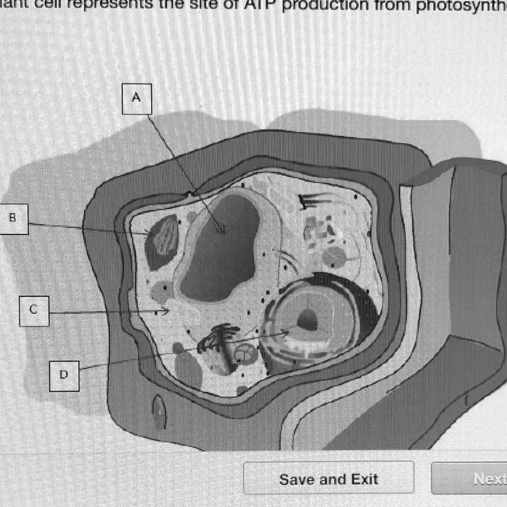 SOLVED: 'Which structure in this plant cell represents the site of ATP ...
