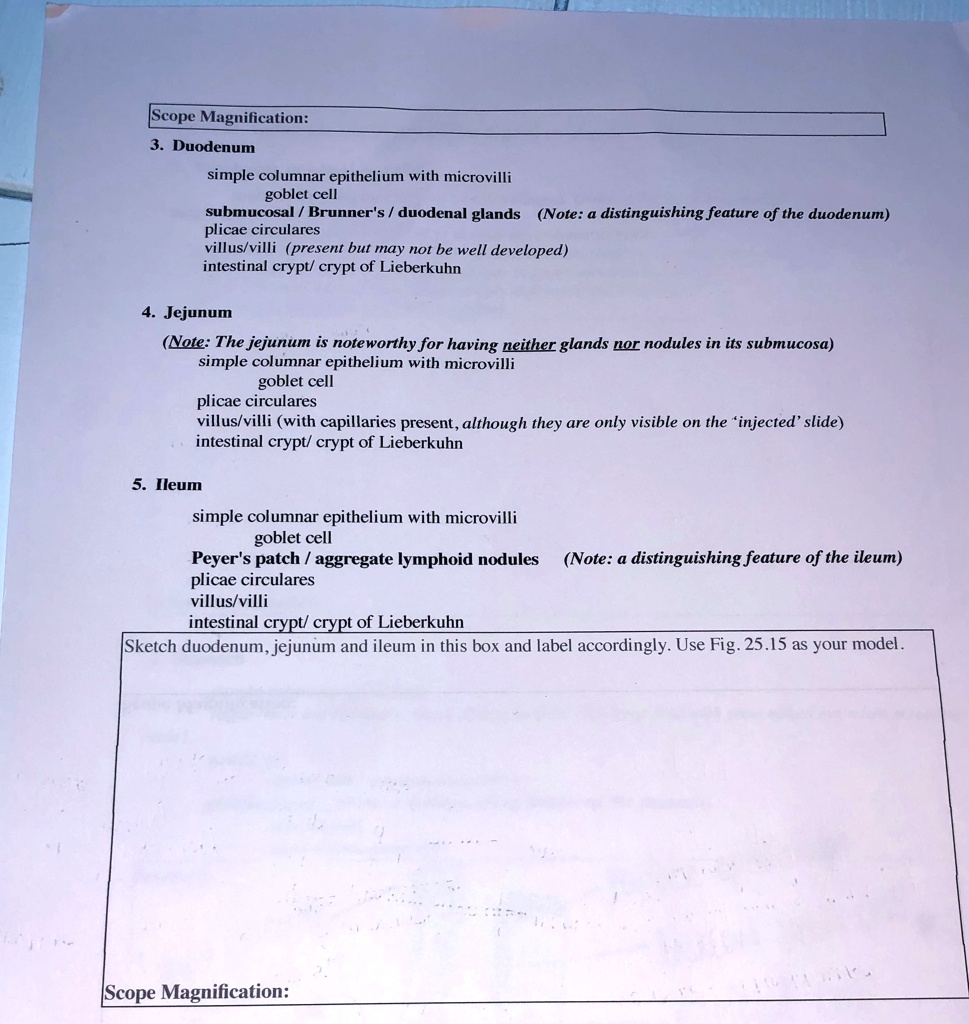 SOLVED: Need the digestive organs hand-drawn and labeled with listed parts. Scope Magnification ...