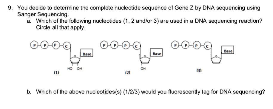 SOLVED: You decide to determine the complete nucleotide sequence of Gene Z by DNA sequencing ...