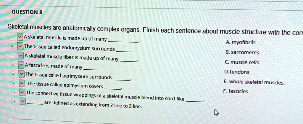 QUESTION 8 Skeletal muscles are anatomically complex organs. Finish ...