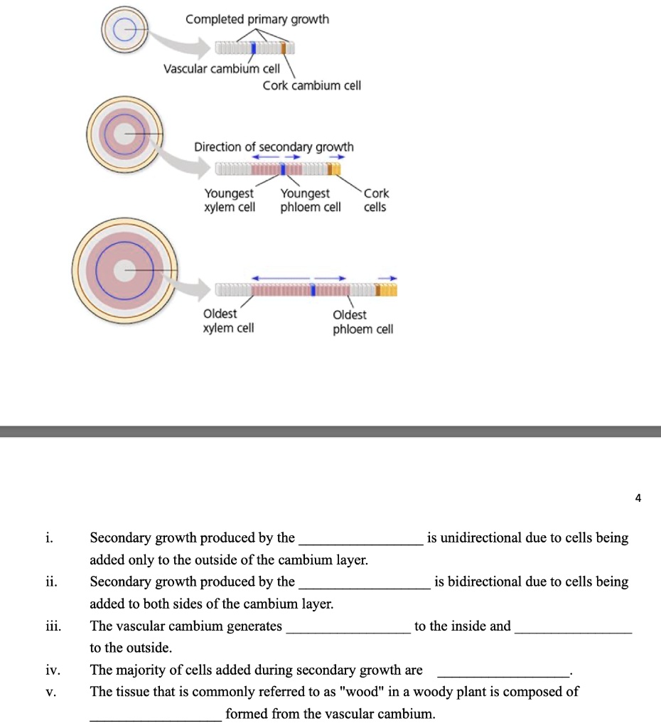 Completed primary growth Vascular cambium cell Cork cambium cell ...
