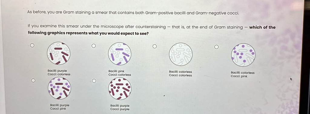 as before you are gram staining a smear that contains both gram positive bacilli and gram ...