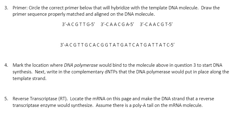 SOLVED: Primer: Circle the correct primer below that will hybridize ...
