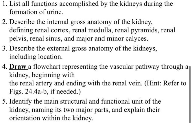1. List all functions accomplished by the kidneys during the formation ...