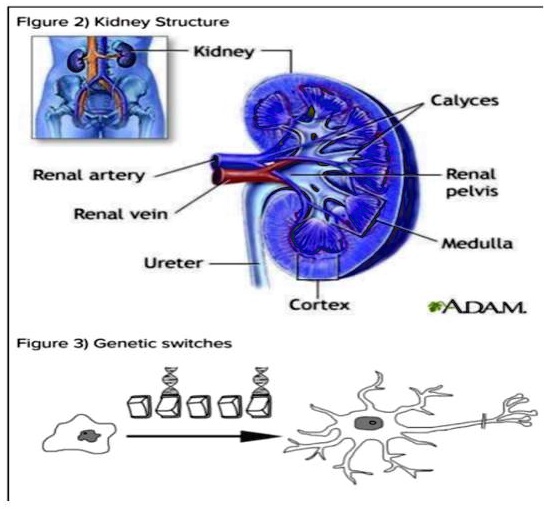 Flgure 2) Kidney Structure Kidney Calyces Renal artery Renal pelvis ...