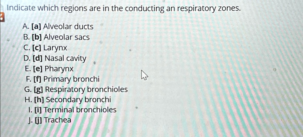 Indicate which regions are in the conducting an respiratory zones. A ...
