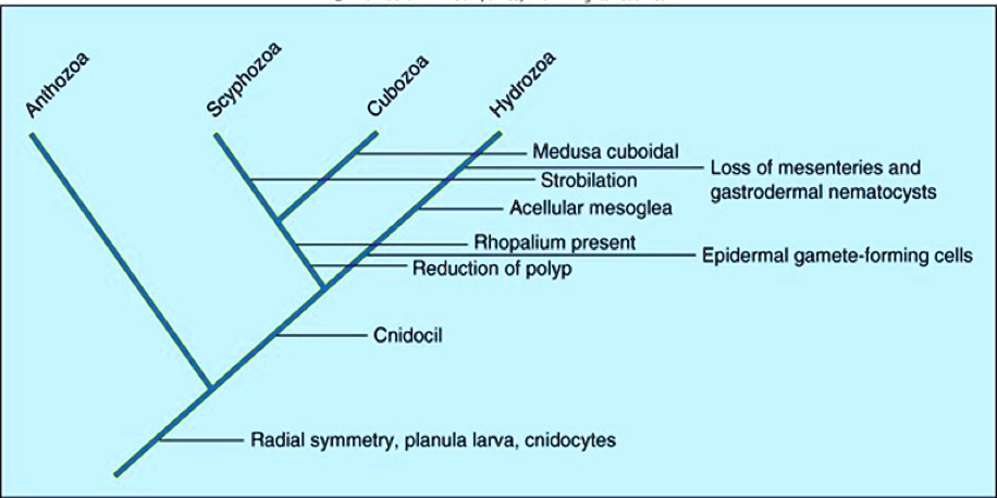 Anthozoa Scyphozoa Cubozoa Hydrozoa Medusa cuboidal Strobilation ...
