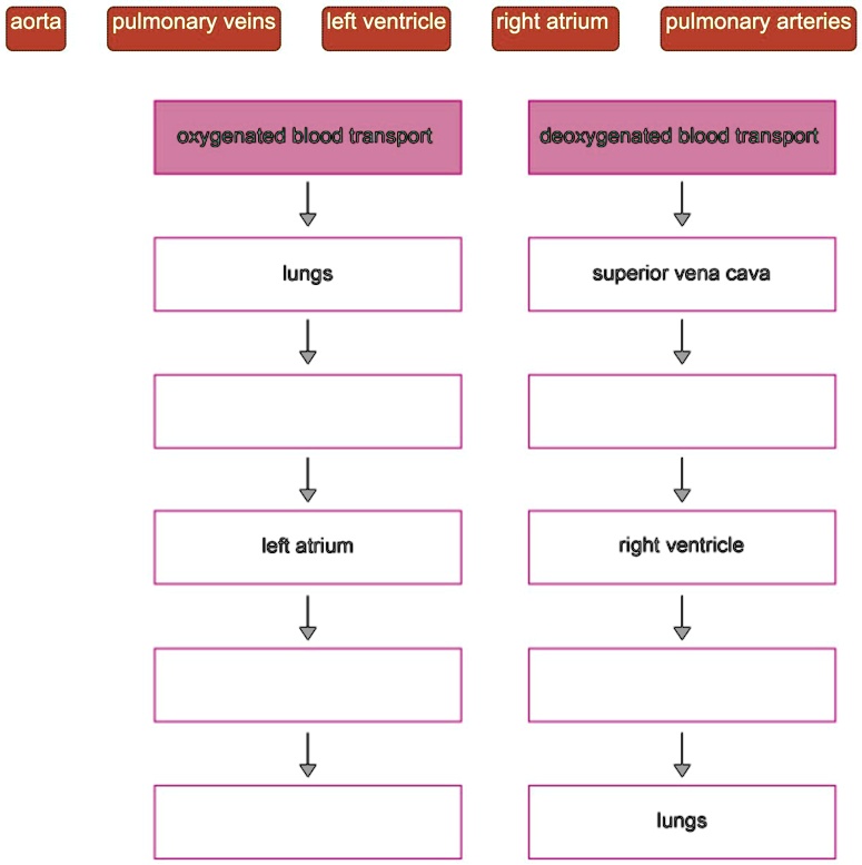 SOLVED: Place the parts of the circulatory system in the correct order to describe the flow of ...