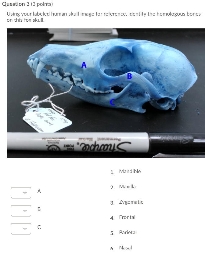SOLVED: Using your labeled human skull image for reference, identify the homologous bones on ...