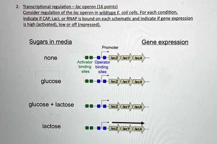 SOLVED: 2. Transcriptional regulation - lac operon (16 points) Consider ...