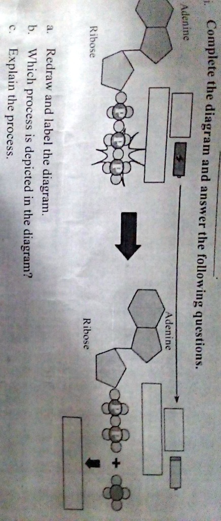 complete the diagram and answer the following questionsaredraw and ...
