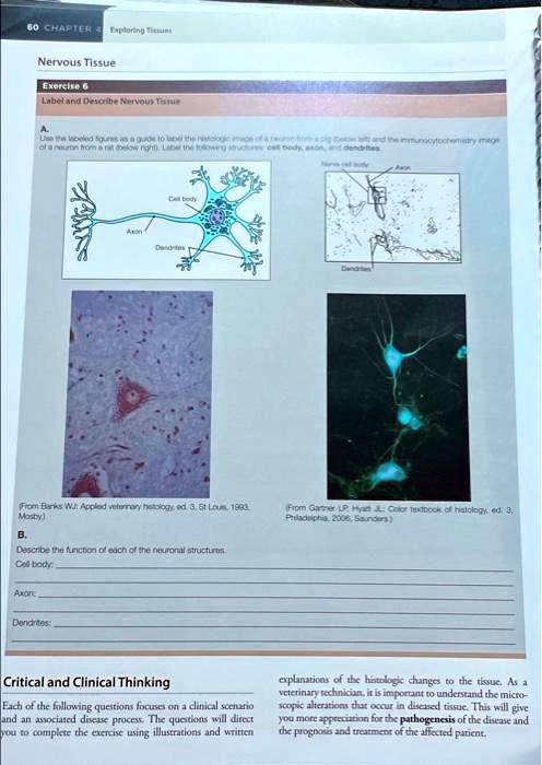 SOLVED: Texts: 60 CHAPTER 4 Exploring Tissues: Nervous Tissue Exercise 6: Label and Describe ...