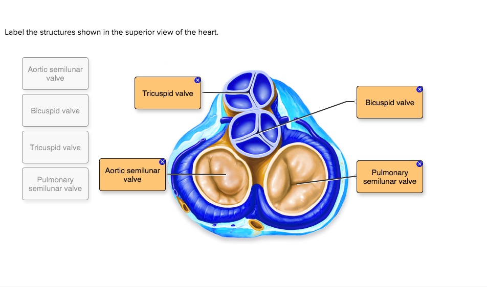 Label the structures shown in the superior view of the...